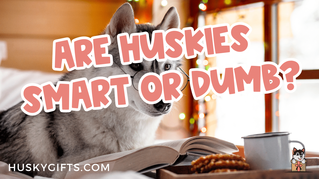 Are Huskies Smart or Dumb? (Dog Intelligence Ranking)