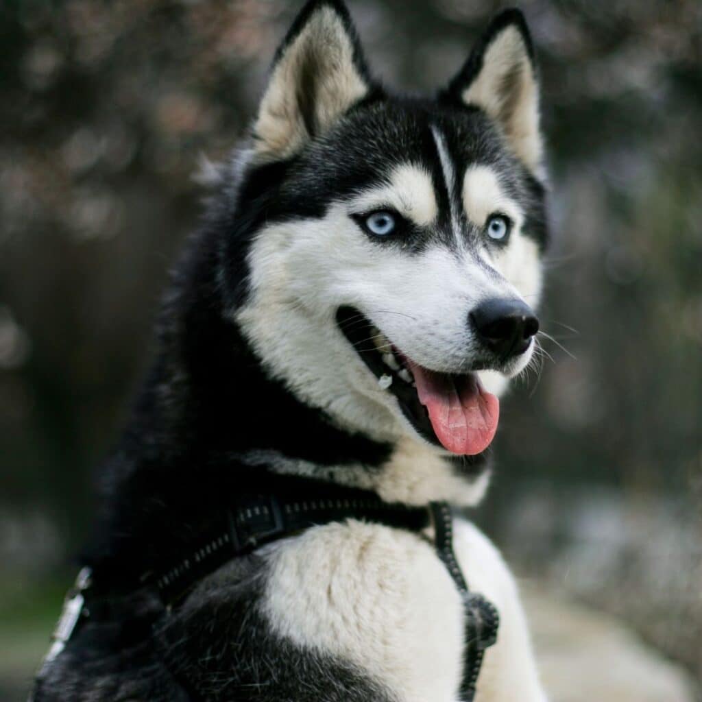 Are Siberian Huskys Intelligent Dogs